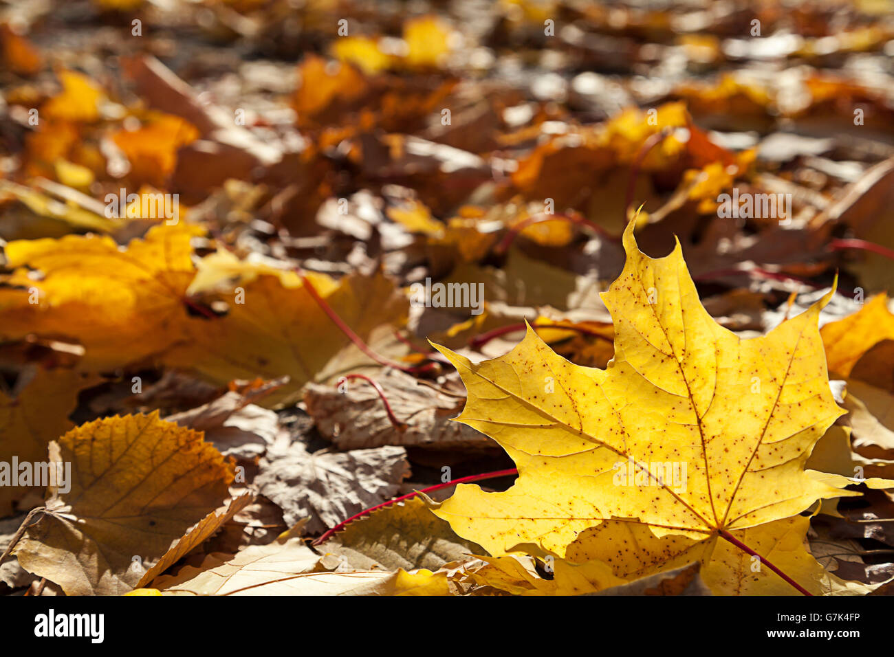 Yellow atmosphere hi-res stock photography and images - Alamy