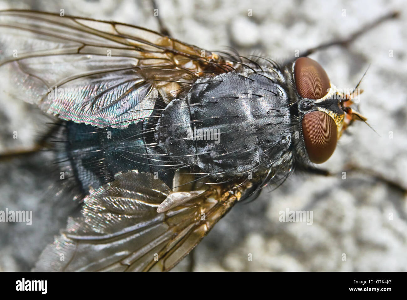 Gray flying insect hi-res stock photography and images - Alamy