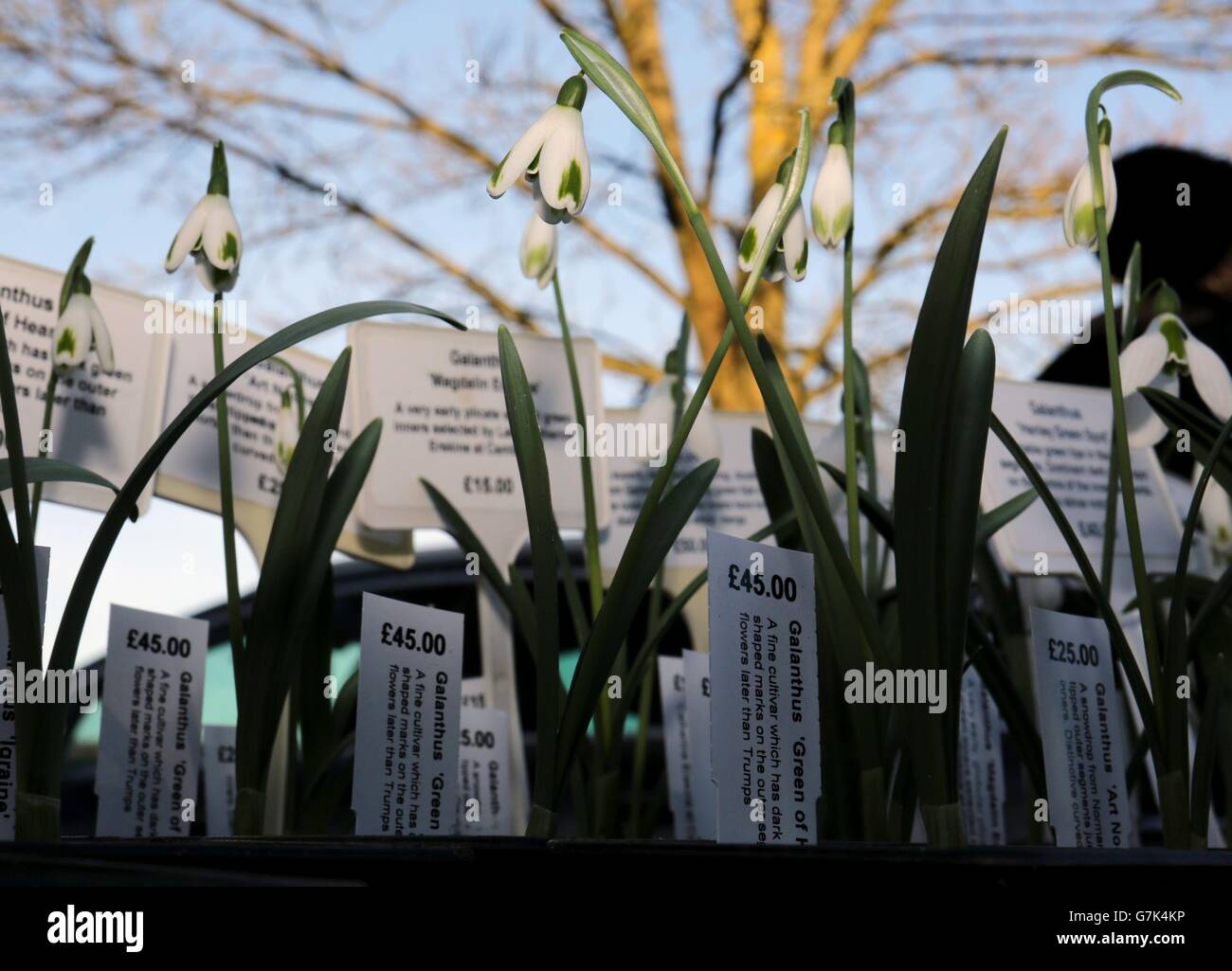 Myddelton House Gardens' snowdrop sale Stock Photo - Alamy