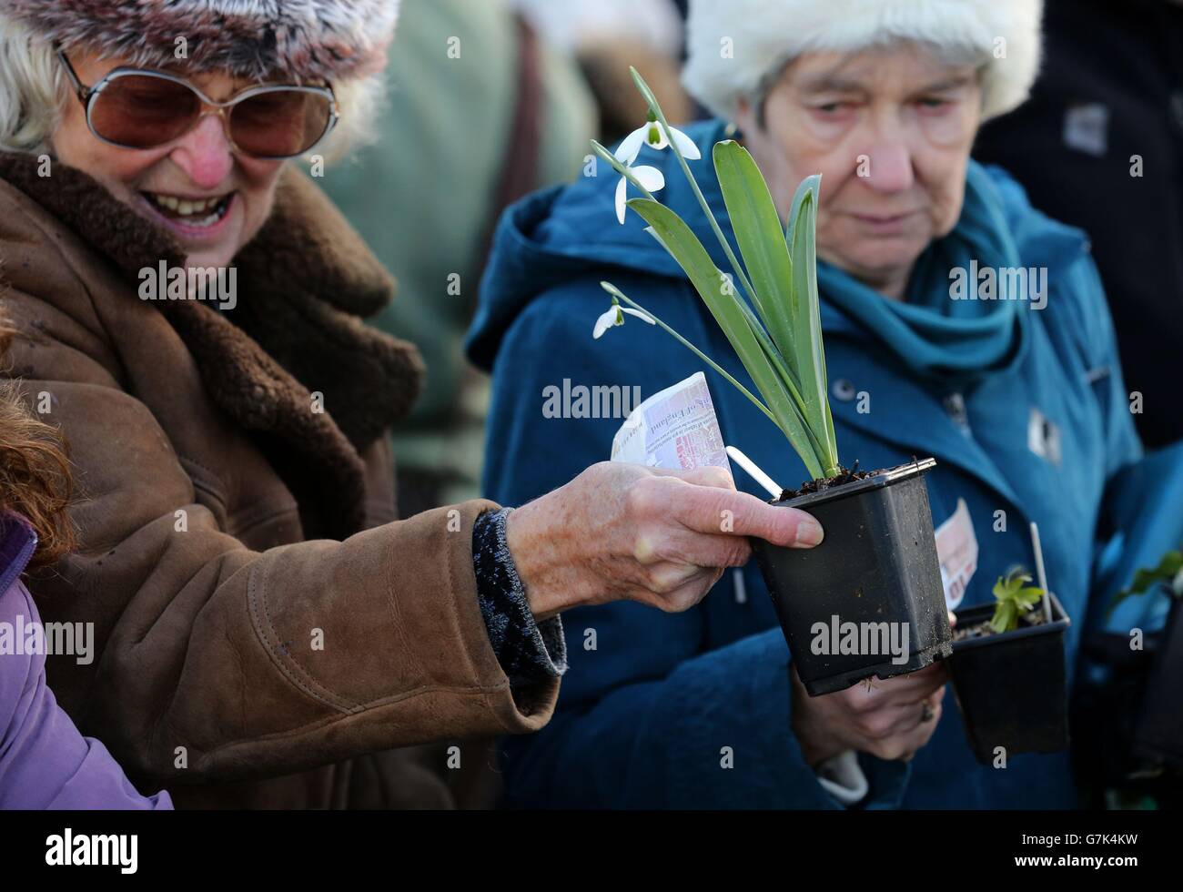 Myddelton House Gardens' snowdrop sale Stock Photo - Alamy