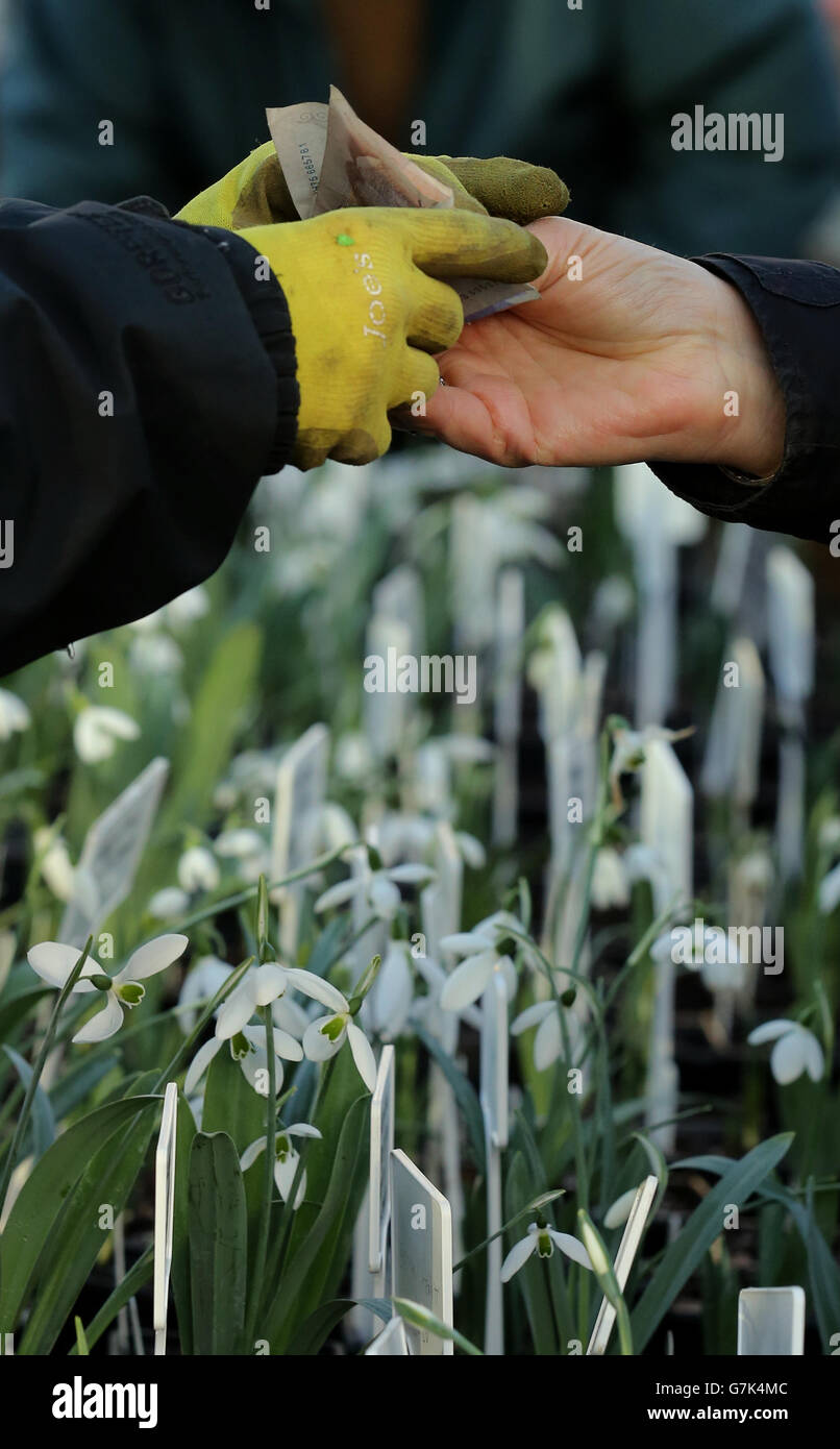 A person queues to buy rare snowdrop plants at the annual snowdrop sale ...