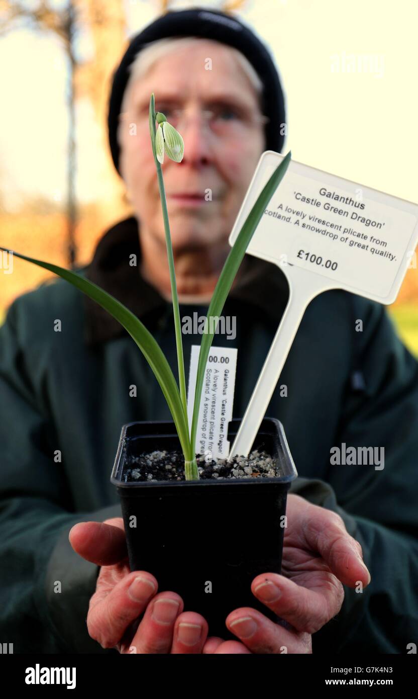 Myddelton House Gardens' snowdrop sale Stock Photo - Alamy