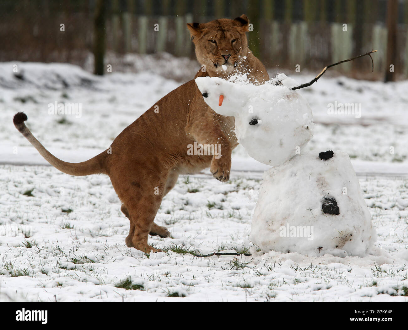 A lion at Blair Drummond Safari Park near Stirling in Scotland, takes a ...