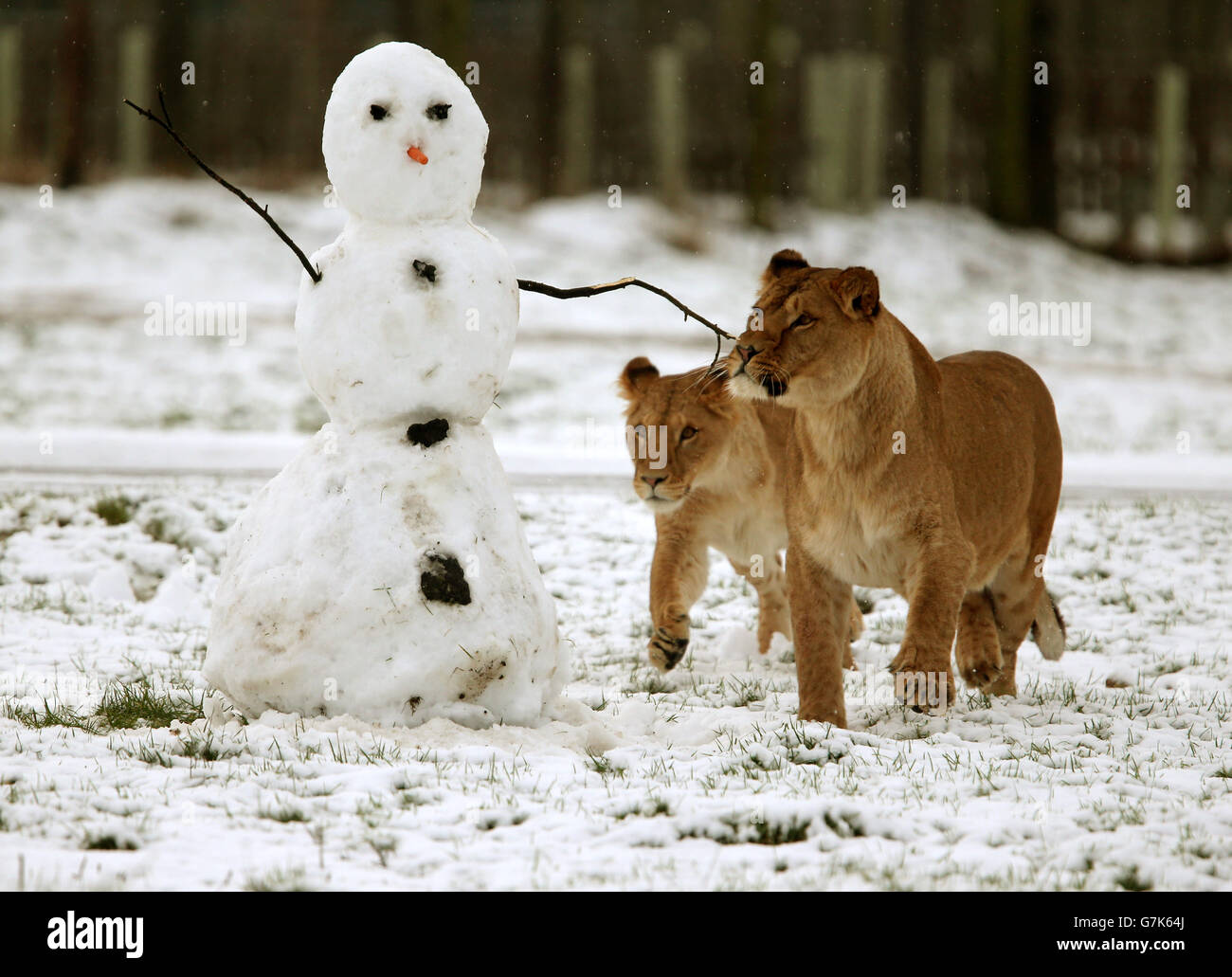 Inquisitive lions at Blair Drummond Safari Park near Stirling show ...