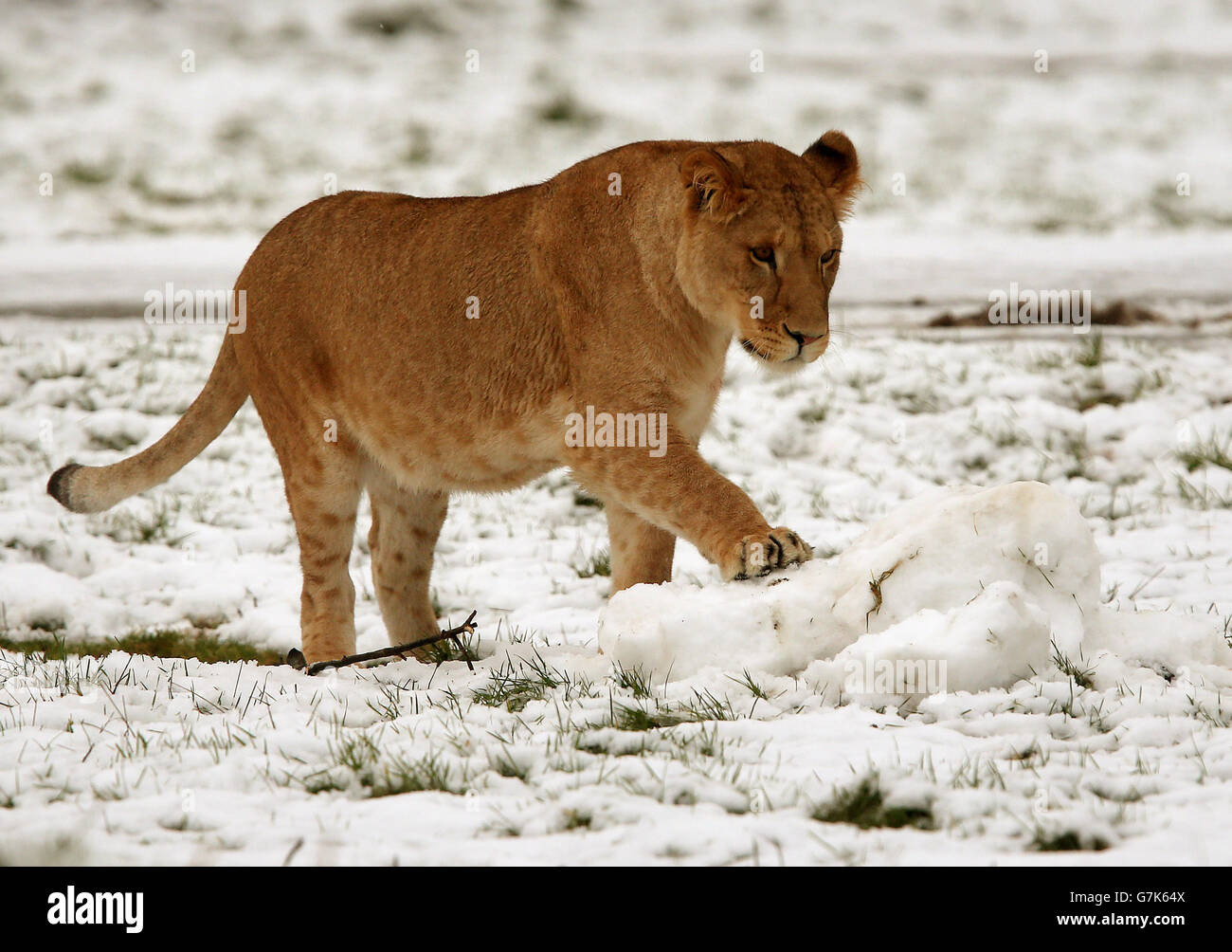 A lion at Blair Drummond Safari Park near Stirling in Scotland, takes a ...
