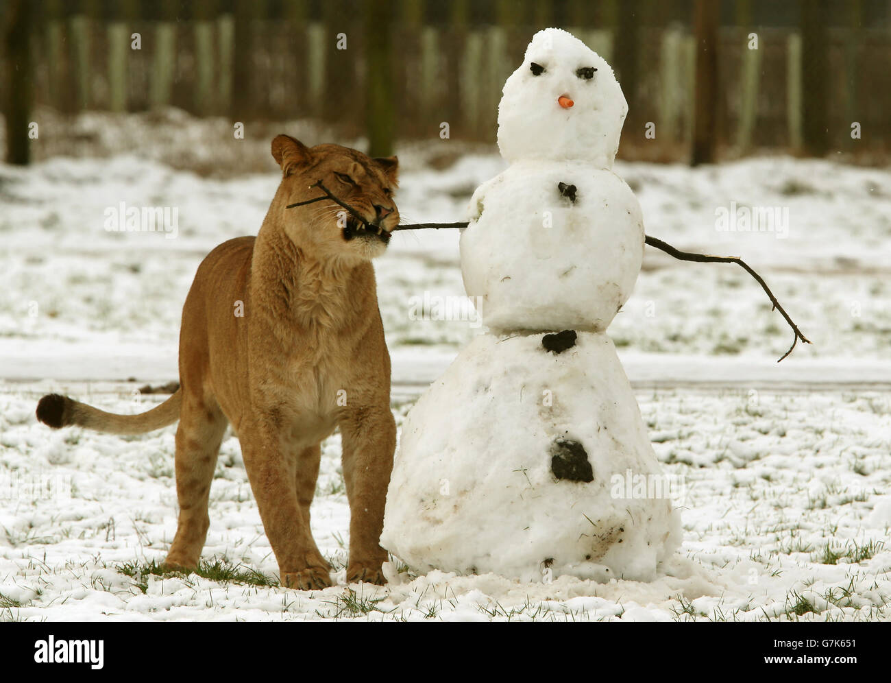 A lion at Blair Drummond Safari Park near Stirling in Scotland, takes a ...