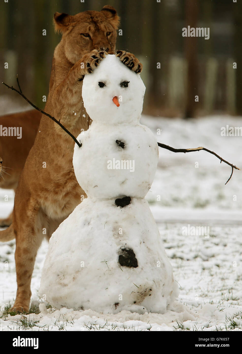 A lion at Blair Drummond Safari Park near Stirling in Scotland, takes a ...