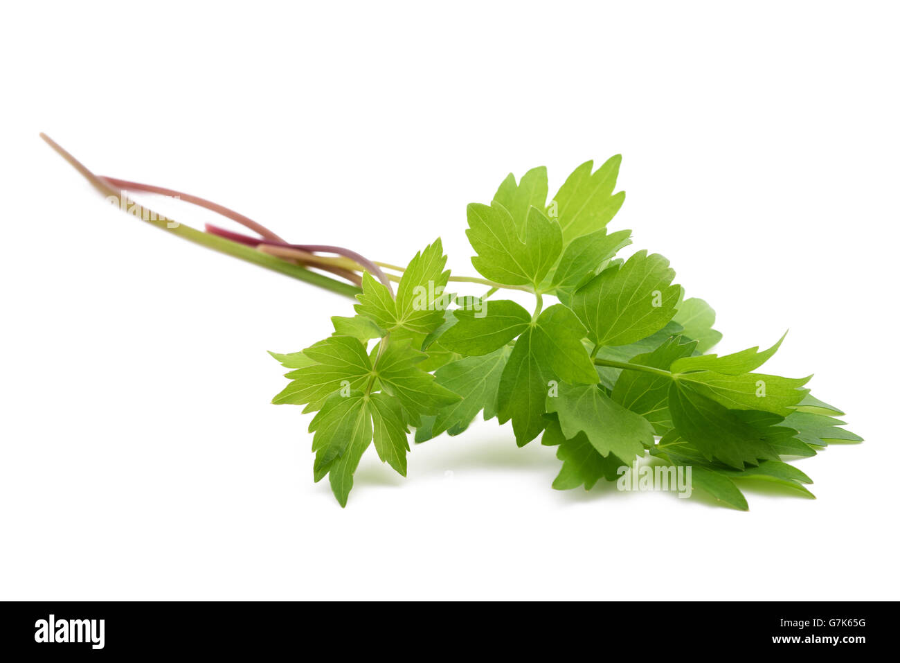Fresh lovage twig (Levisticum officinale) isolated on white background ...