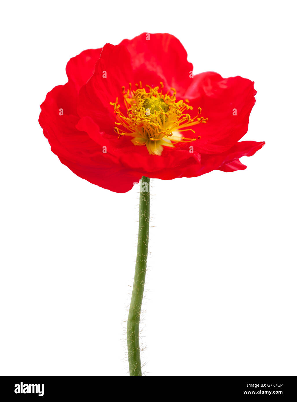 red poppy isolated on white background Stock Photo - Alamy