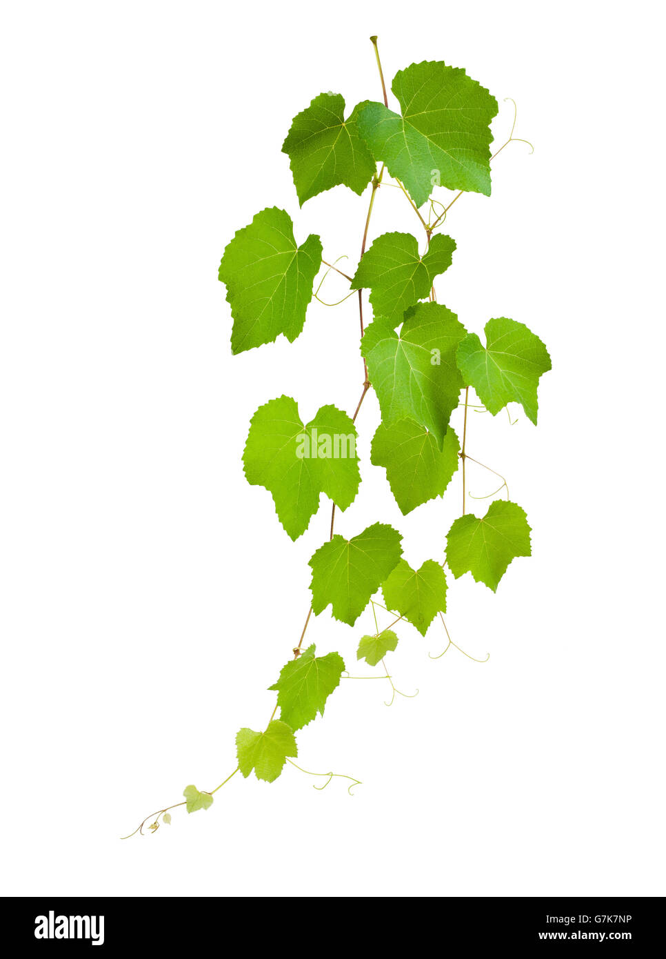 Grape vine and branches Cut Out Stock Images & Pictures - Alamy
