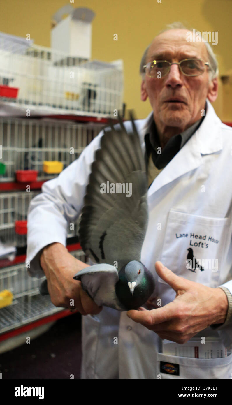 Richard millar from lane head house lofts holds a pigeon hi-res stock ...