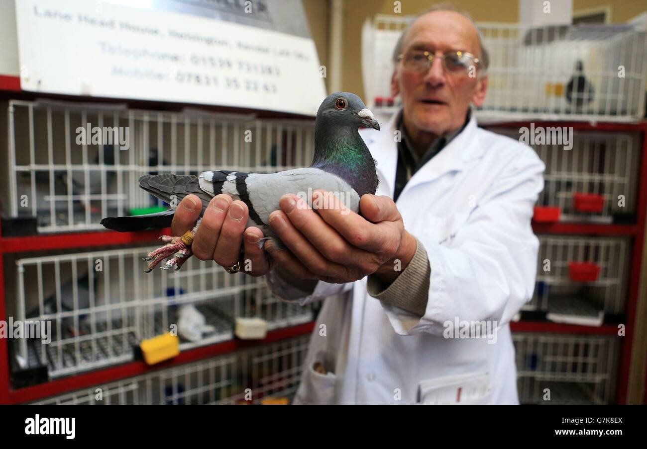 Richard Millar from Lane Head House Lofts holds a pigeon, as pigeon ...