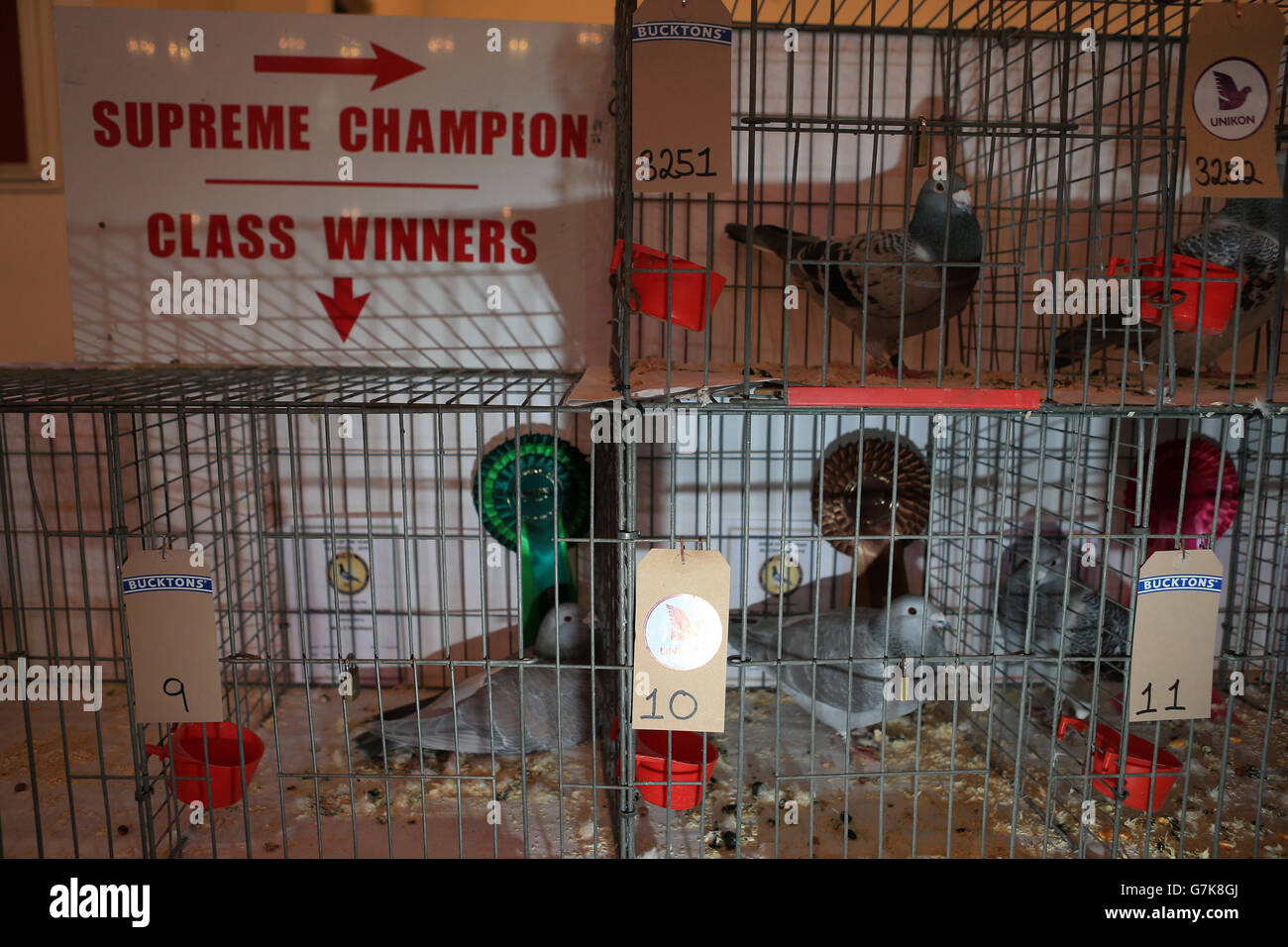 Pigeons on show, as pigeon fanciers gather for the British Homing World ...