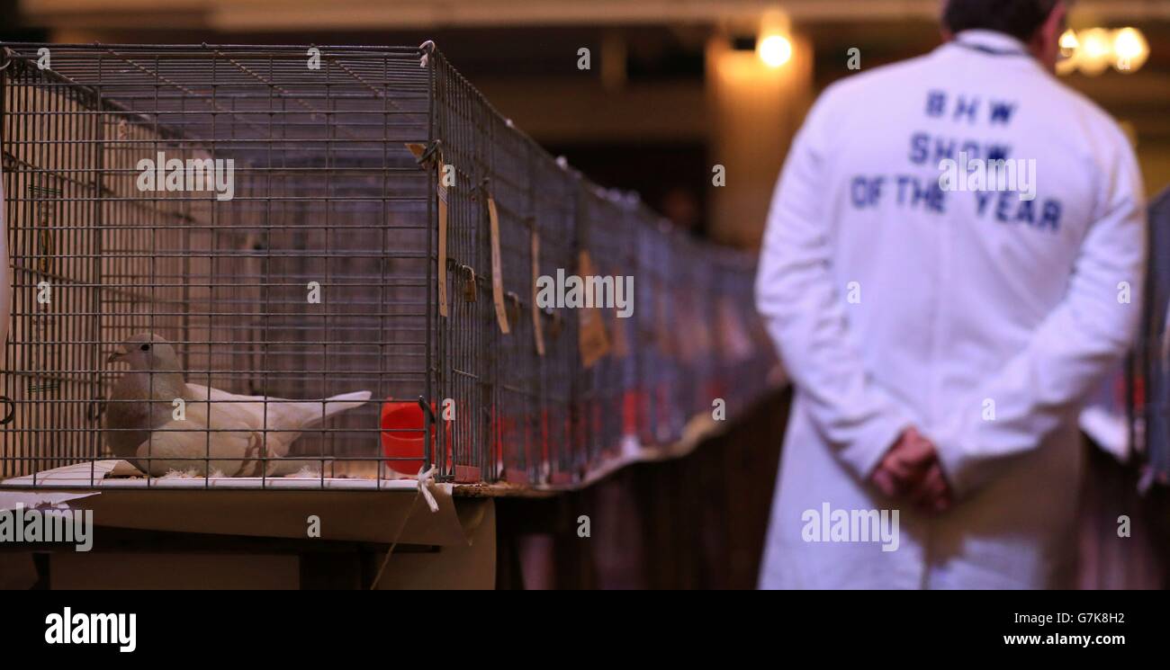 A judge walks among the pigeons, as pigeon fanciers gather for the ...