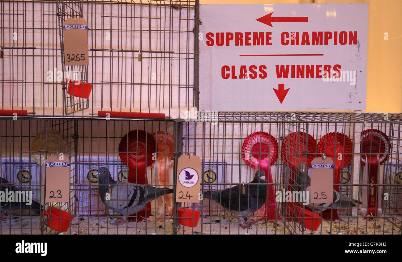 Pigeons on show, as pigeon fanciers gather for the British Homing World ...