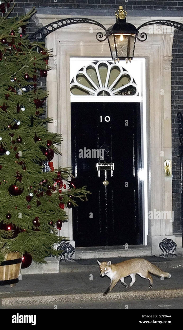 A fox passes the door to 10 Downing Street Stock Photo - Alamy