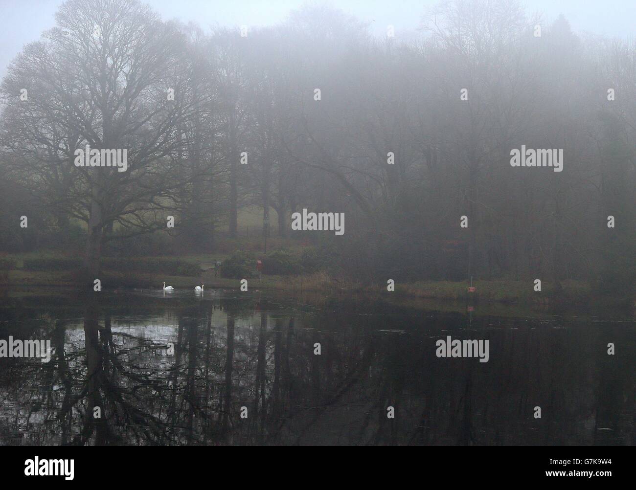 Swans on a lake at the Dromantine Conference Centre in Newry as a heavy ...