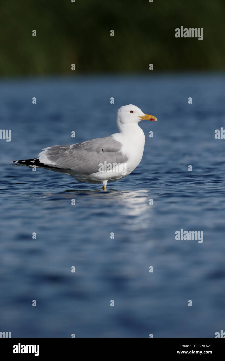 Caspian gull, Larus cachinnans, single bird in water, Romania, June ...