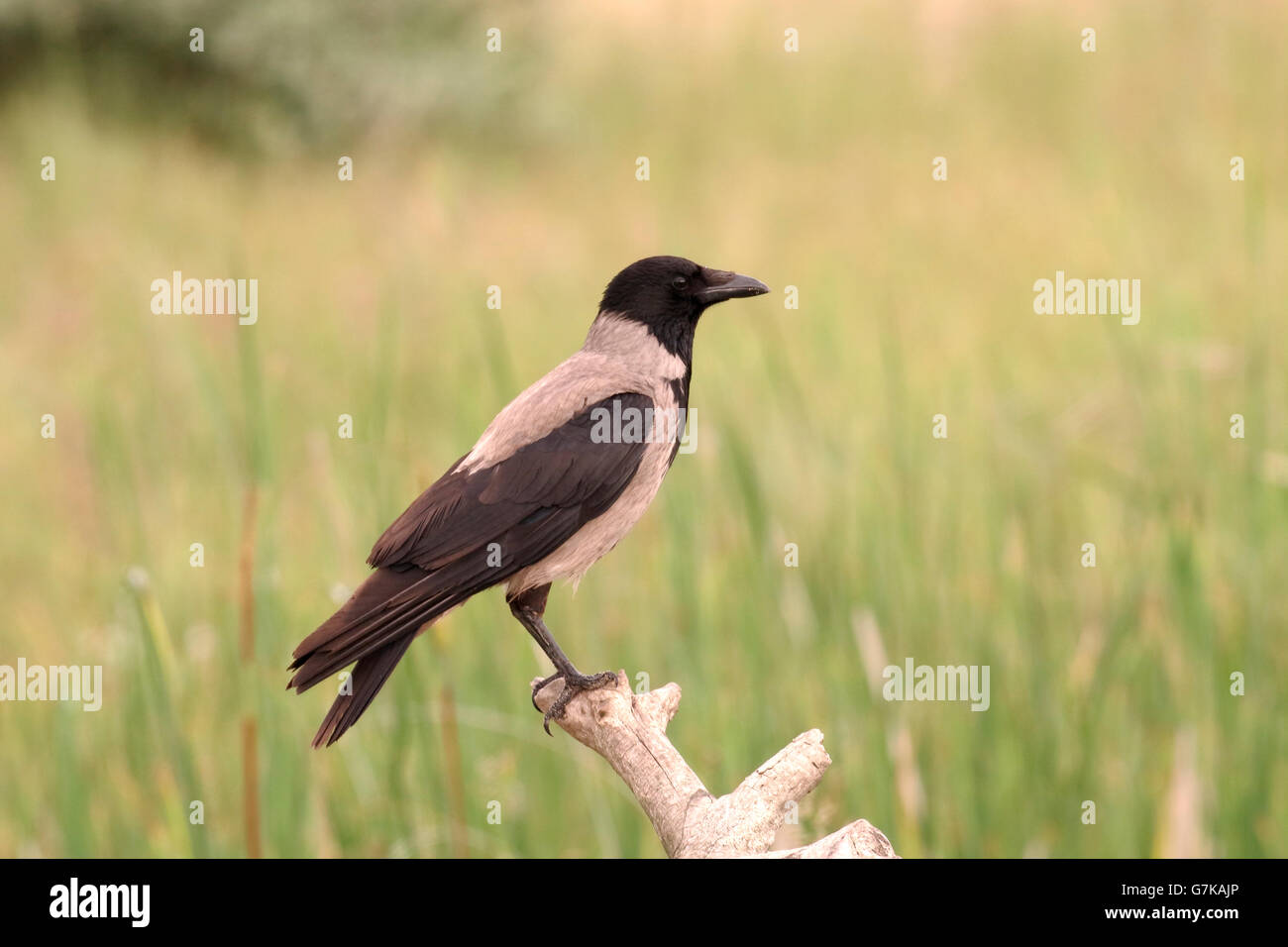 Hooded crow hi-res stock photography and images - Alamy