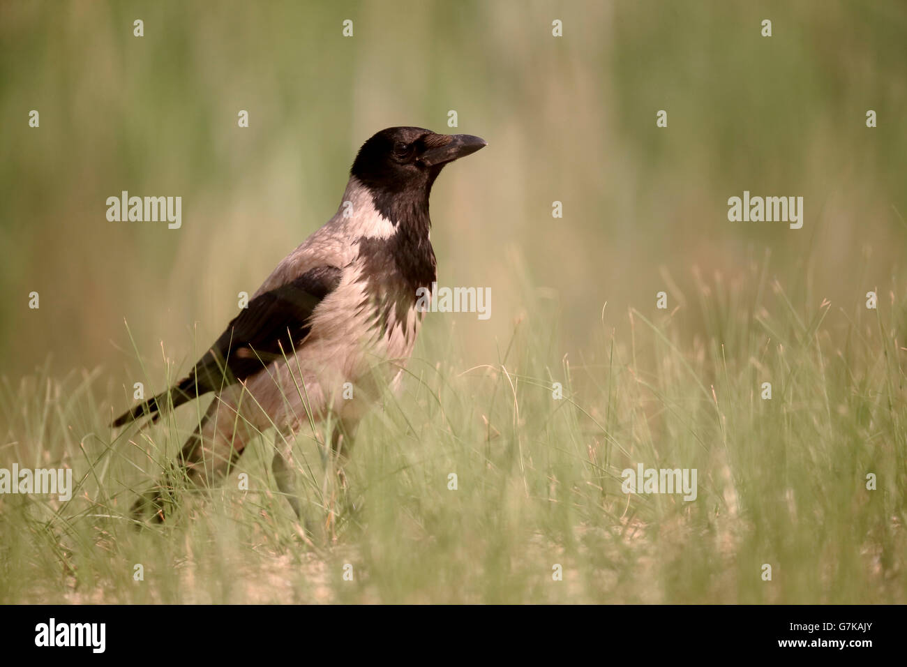 Hooded crow, Corvus corone cornix, single bird in grass, Romania, June ...