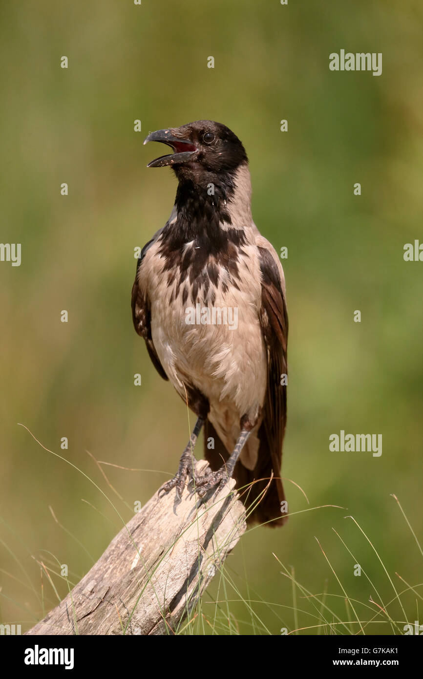 Hooded crow hi-res stock photography and images - Alamy