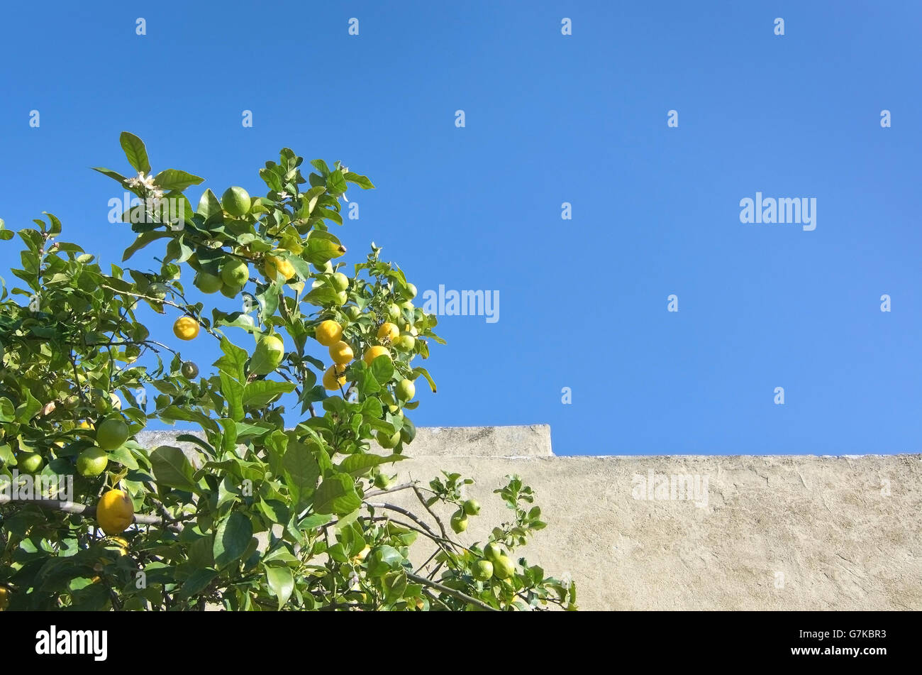 Lemon tree majorca island spain hi-res stock photography and images - Alamy