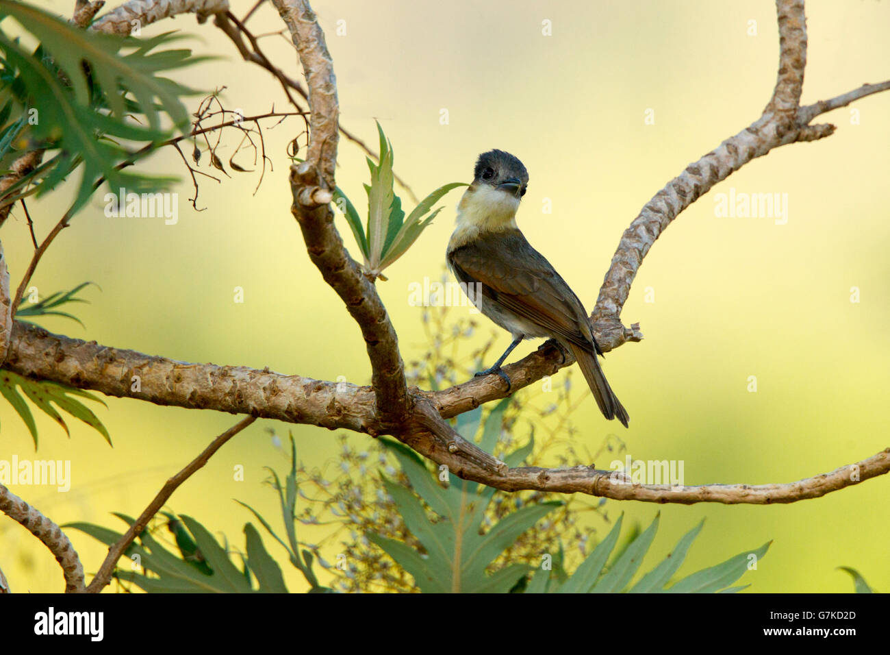6 Animals High Resolution Stock Photography and Images - Alamy