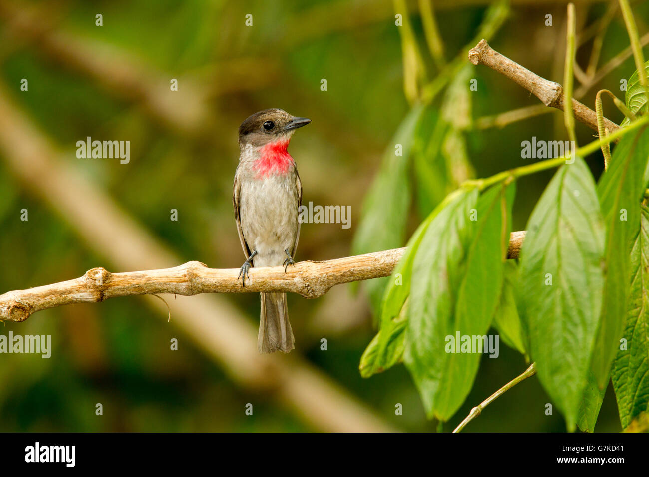 Rose throated becard hi-res stock photography and images - Alamy