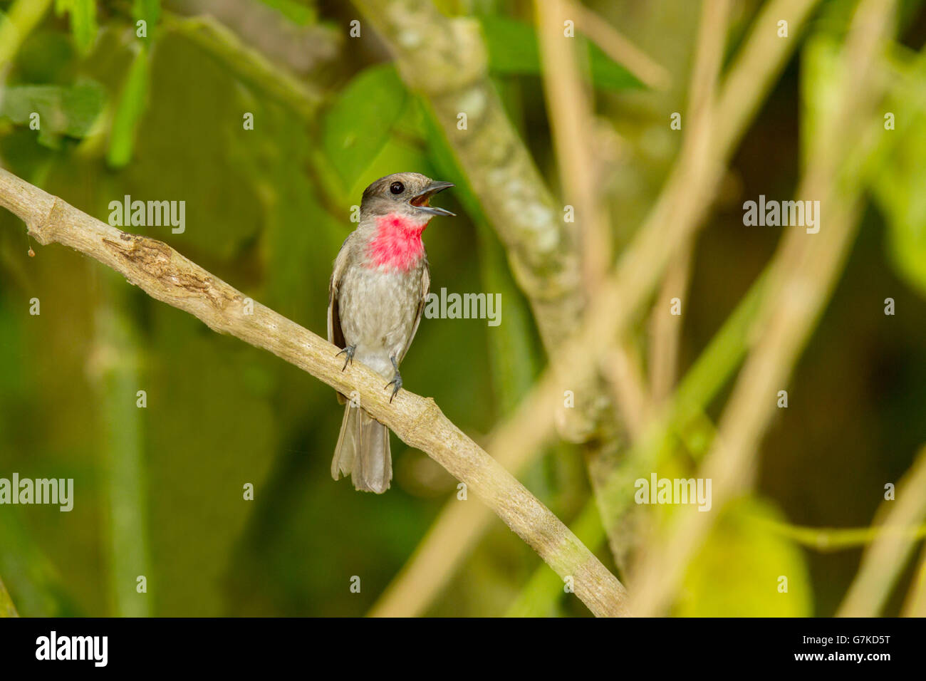 Rose-throated Becard Pachyramphus aglaiae La Bajada, Nayarit, Mexico 8 ...