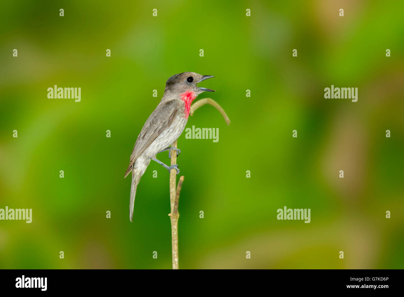 Rose throated becard hi-res stock photography and images - Alamy