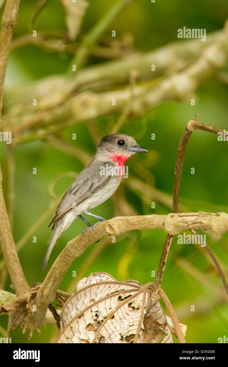 Rose throated becard hi-res stock photography and images - Alamy