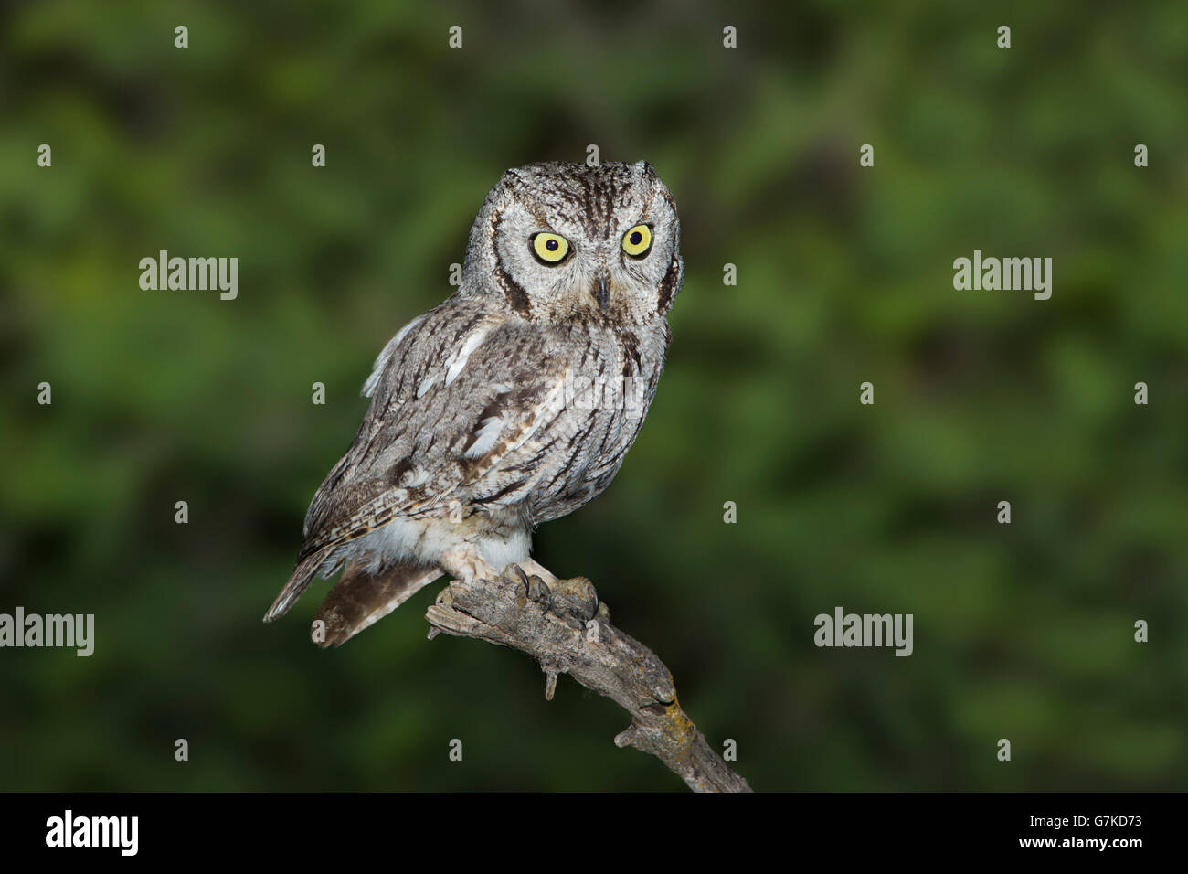 Western Screech-Owl Megascops kennikottii Tucson, Pima County, Arizona ...