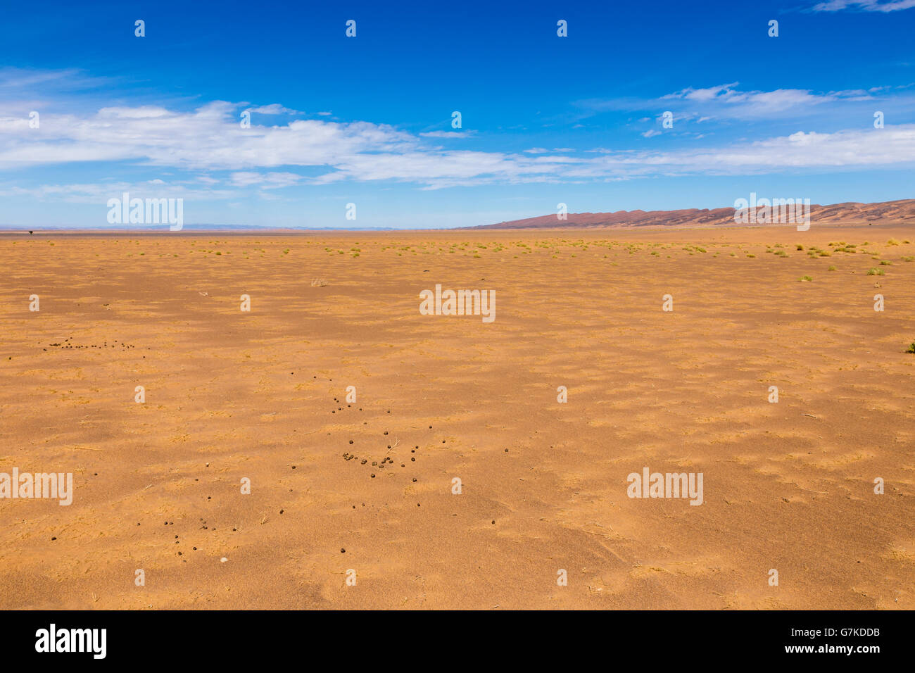 camel dung in the Sahara Desert Stock Photo - Alamy