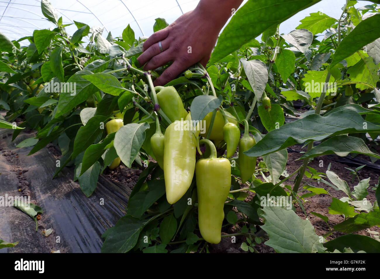 Plant and fruit yellow bell pepper Stock Photo - Alamy
