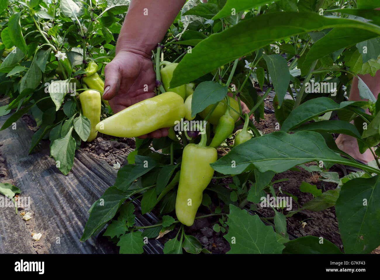 Paprika plant hi-res stock photography and images - Alamy