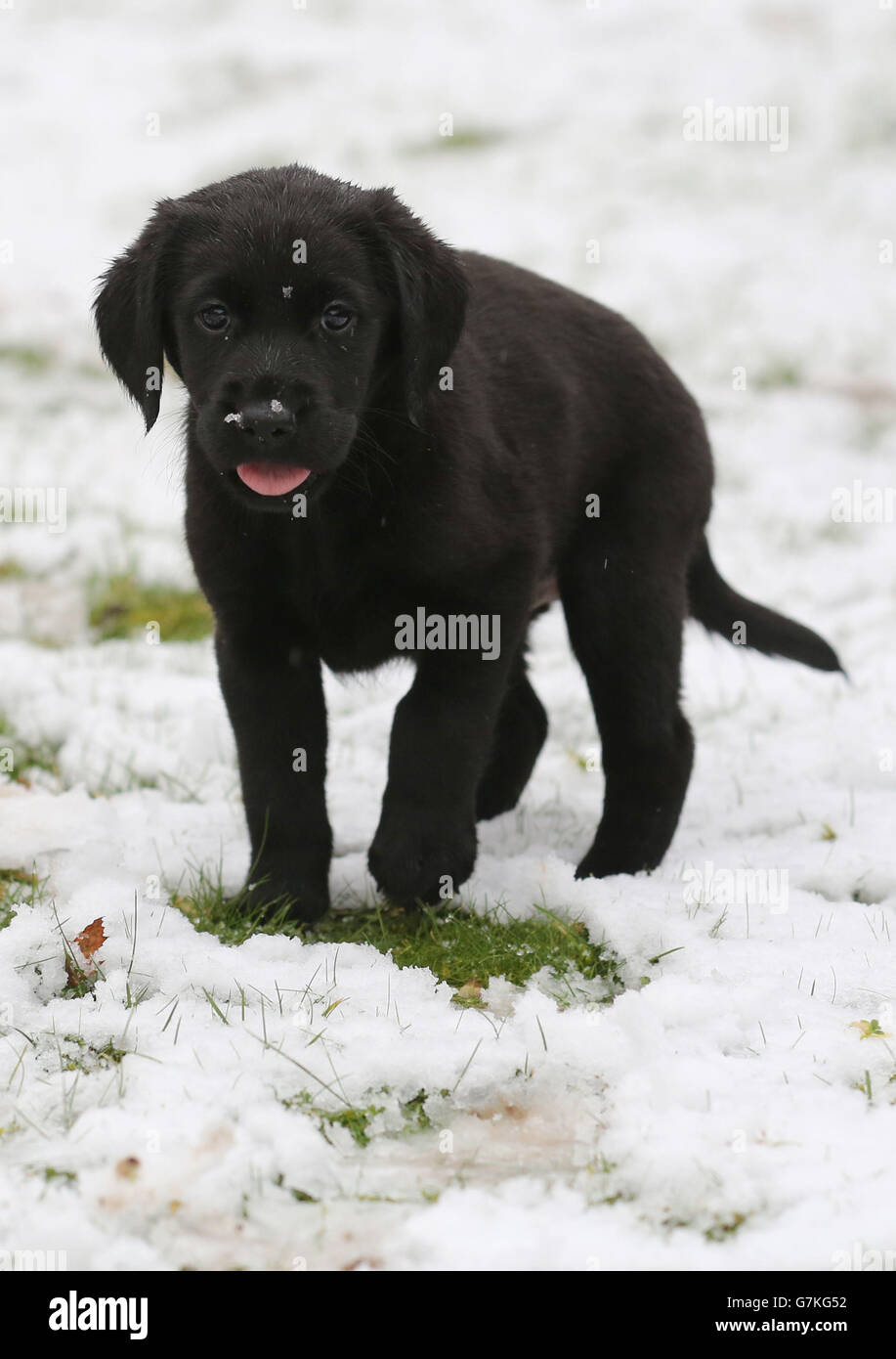 Seven week old Labrador puppy Tess experiences snow for the first time ...