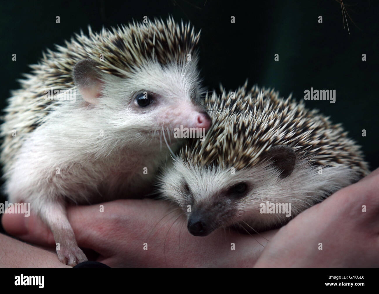 STANDALONE PHOTO Female African pygmy hedgehogs Macaroon (left) and ...