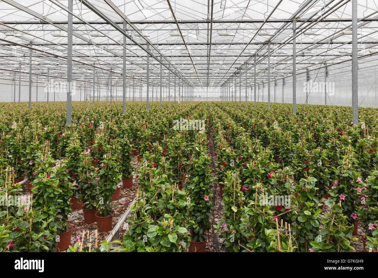 Big greenhouse hi-res stock photography and images - Alamy