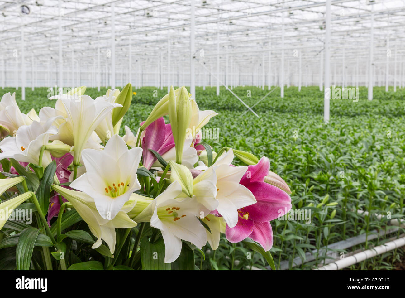 Dutch Greenhouse with cultivation of colorful lily flowers Stock Photo ...