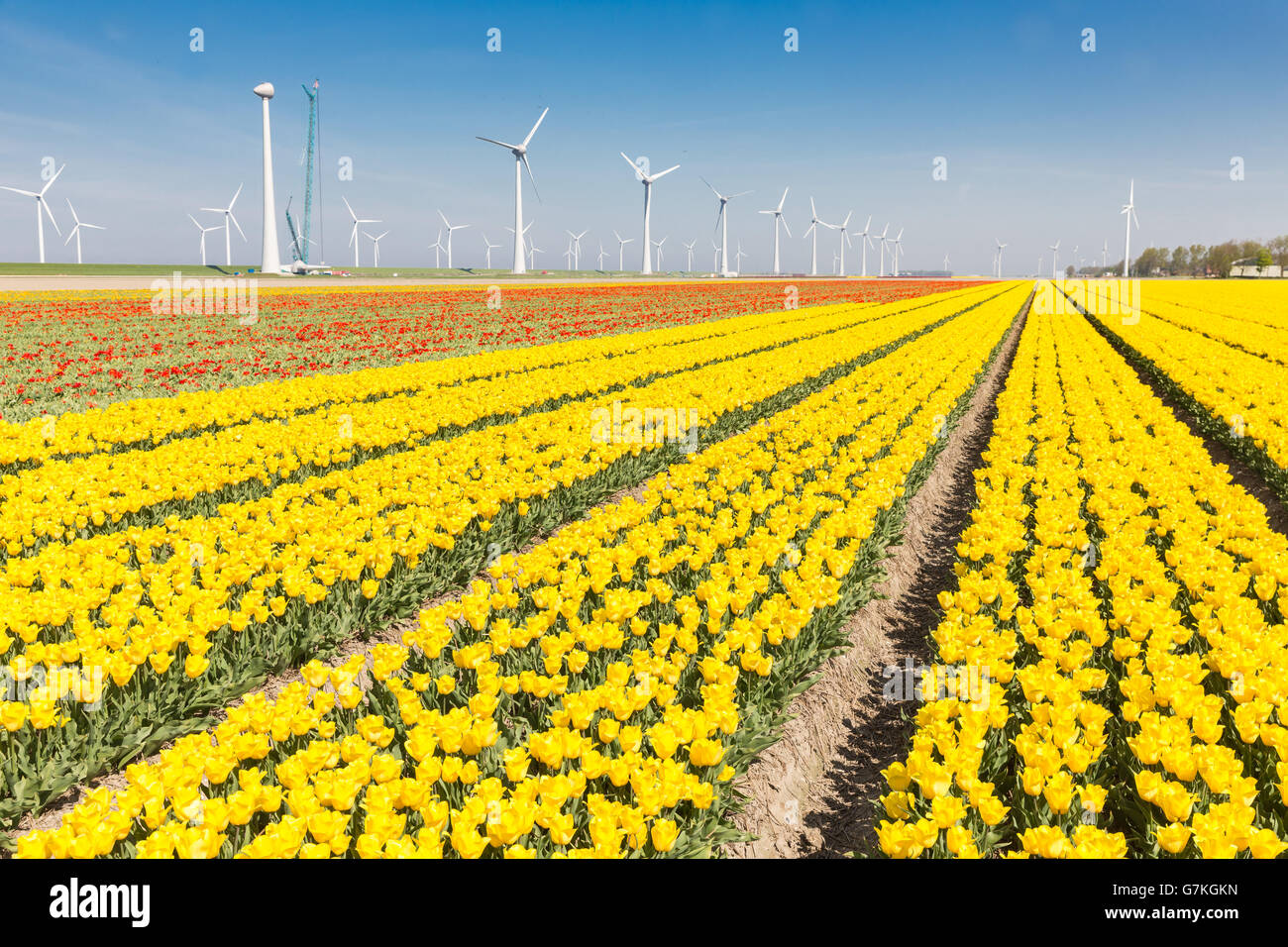Holland bulb fields windmill hi-res stock photography and images - Alamy