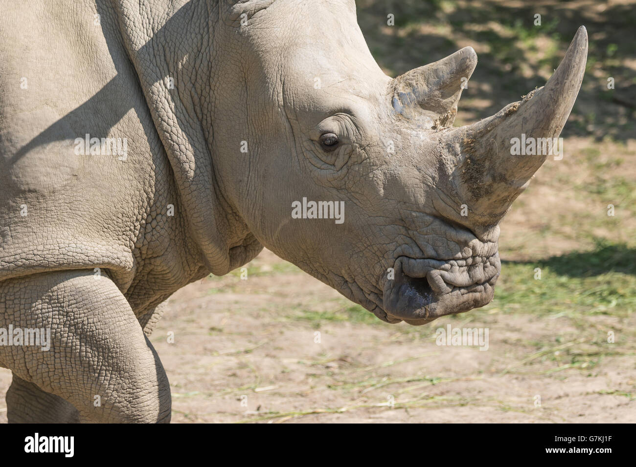 Closeup view of the head of the rhinoceros Stock Photo - Alamy