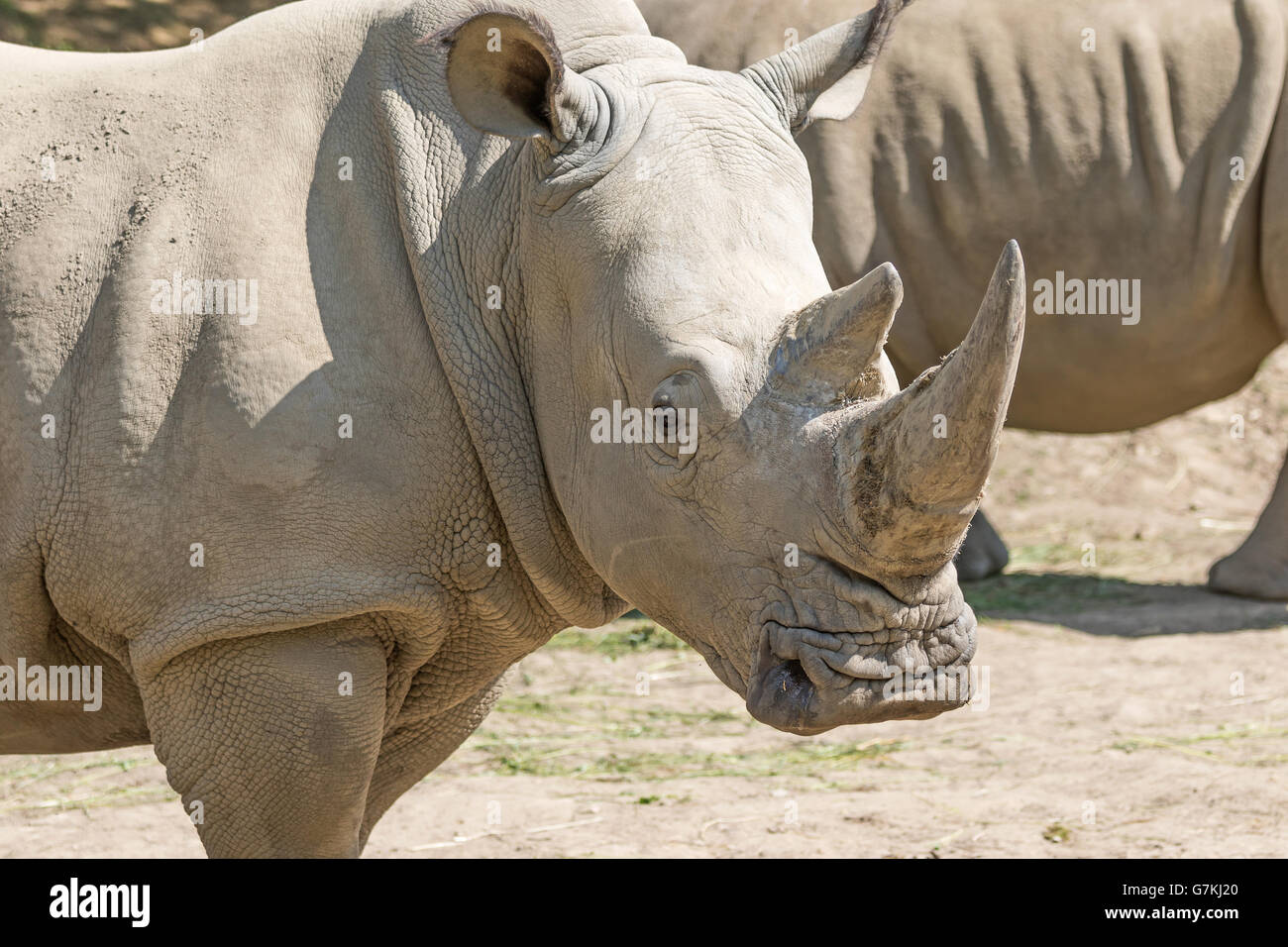 Closeup view of the head of the rhinoceros. Another rhino is in the ...