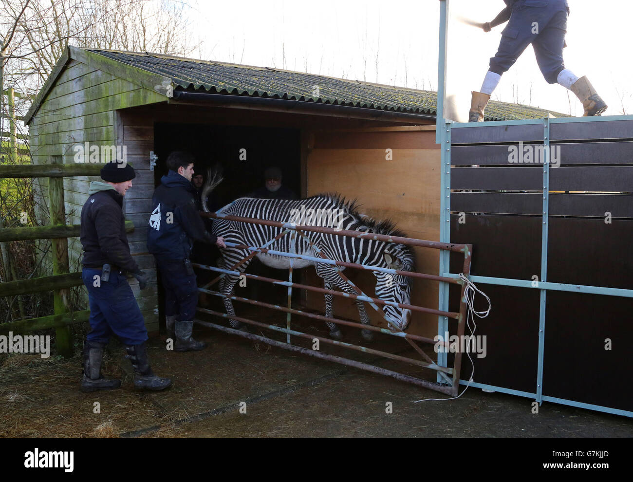 Port Lympne Wild Animal Park zebras Stock Photo - Alamy