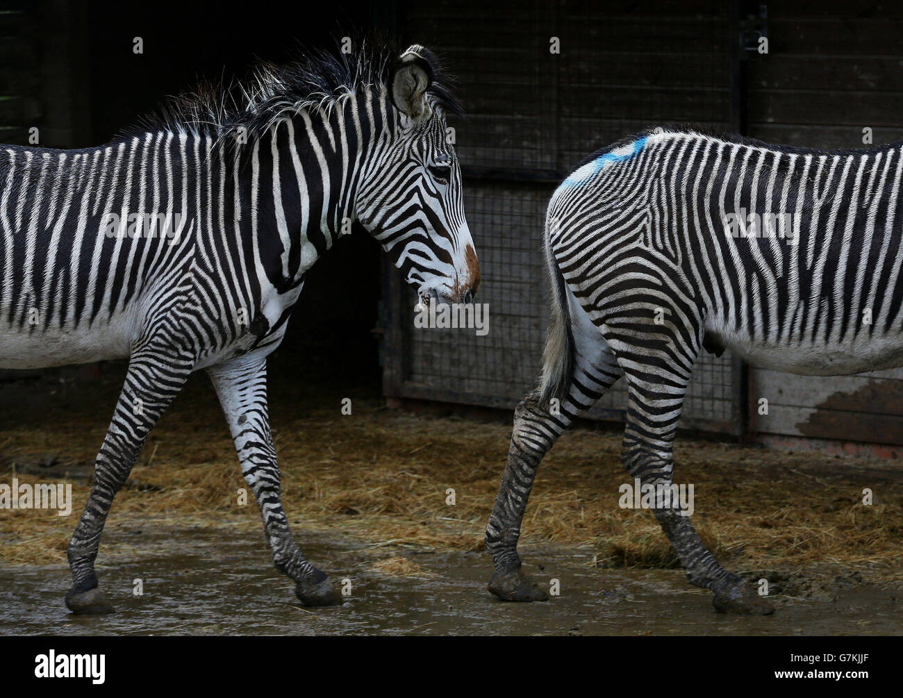 Enclosure port lympne wild animal park hi-res stock photography and ...