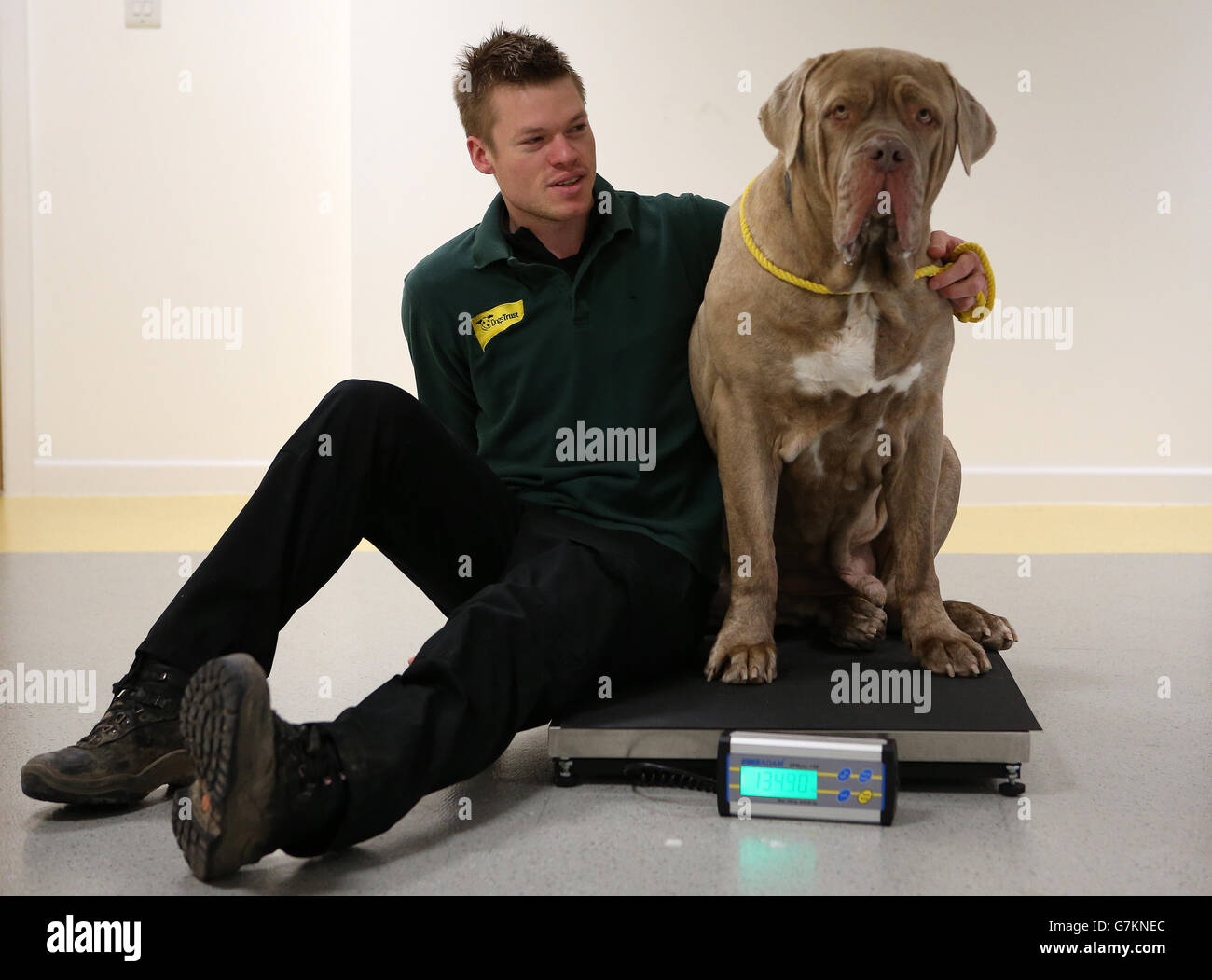 Dogs Trust Manchester Stock Photo - Alamy