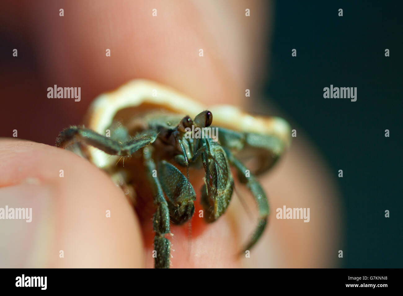 Hermit Crab macro Stock Photo - Alamy