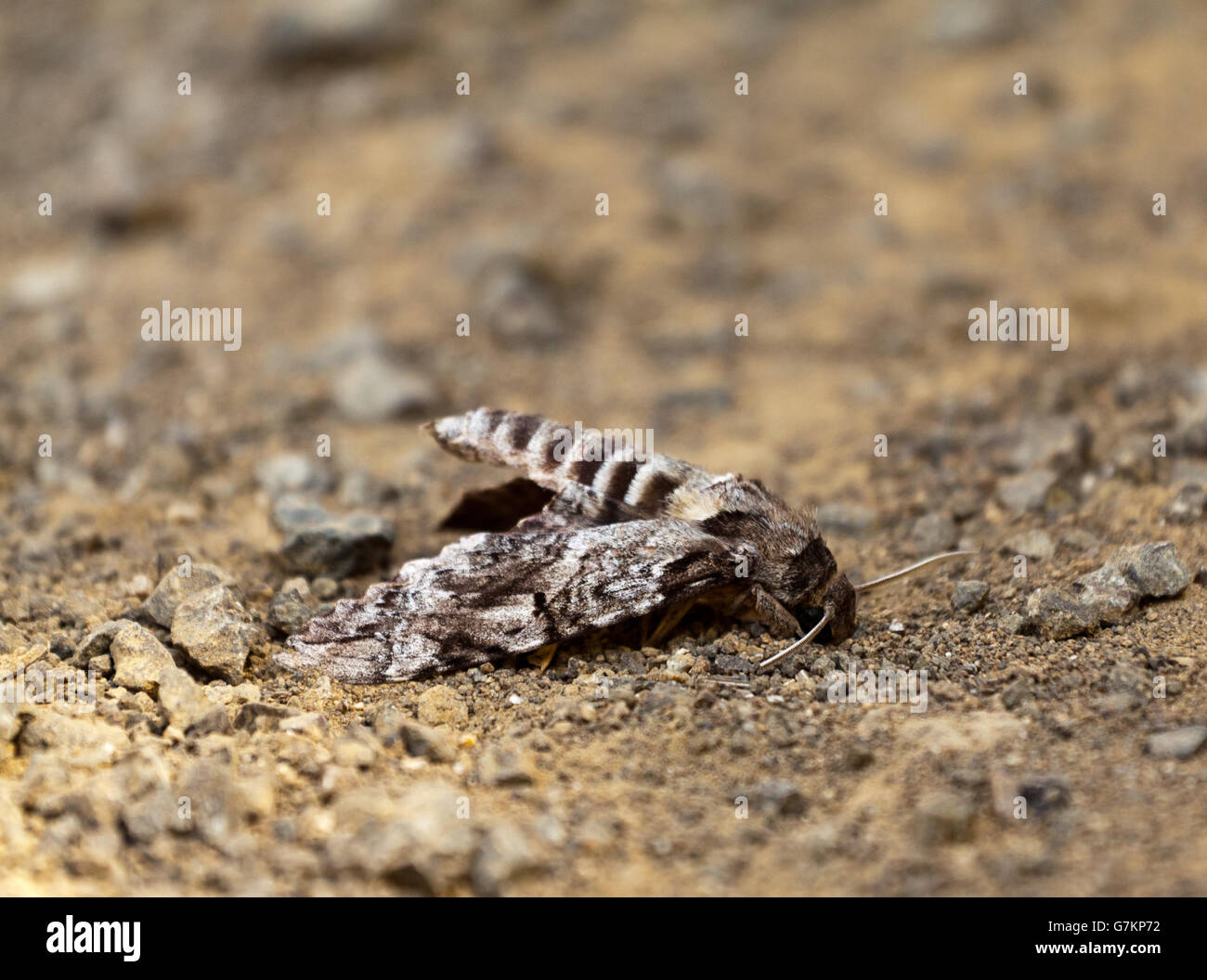 Dead moth hi-res stock photography and images - Alamy