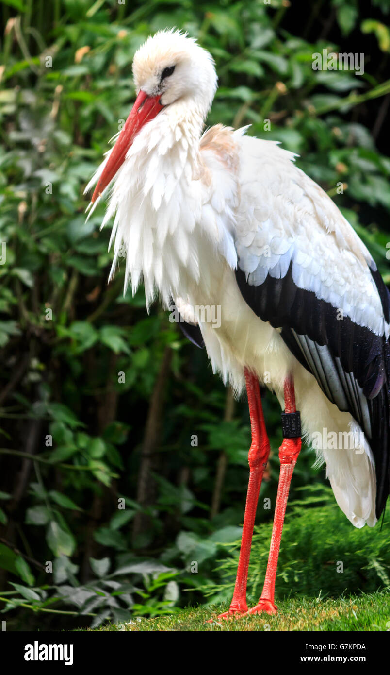 Disheveled bird hi-res stock photography and images - Alamy