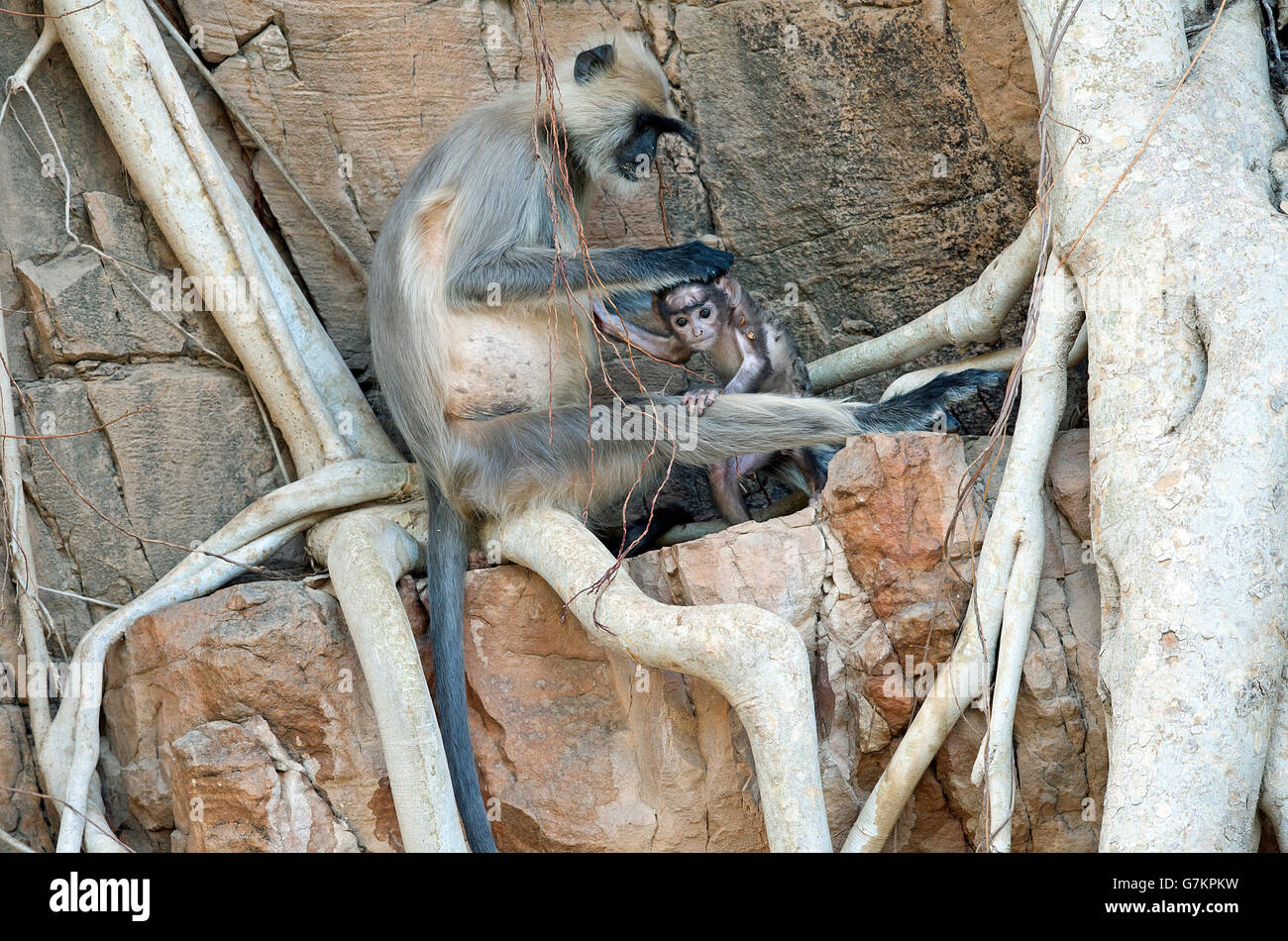 Ranthambore national park main gate hi-res stock photography and images ...