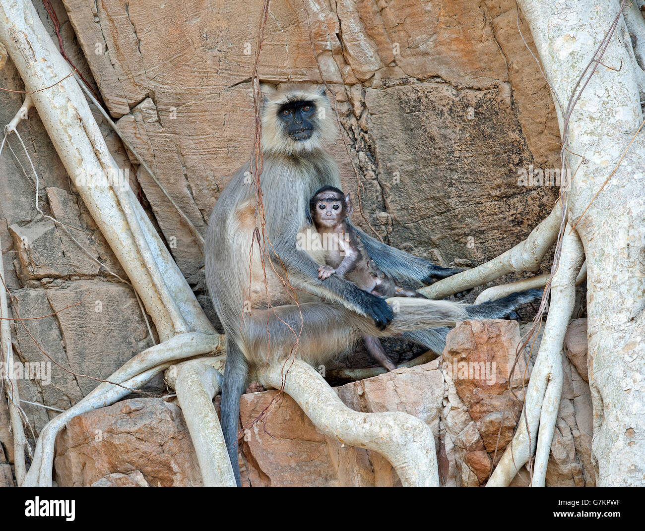 The image of Common Langur ( Semnopithecus entellus ) was taken in ...